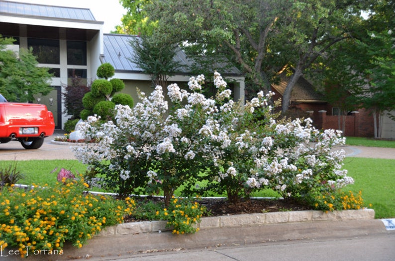 Acoma Crape Myrtle Trees - Spectacular White Blooms - Spring to Fall - Etsy