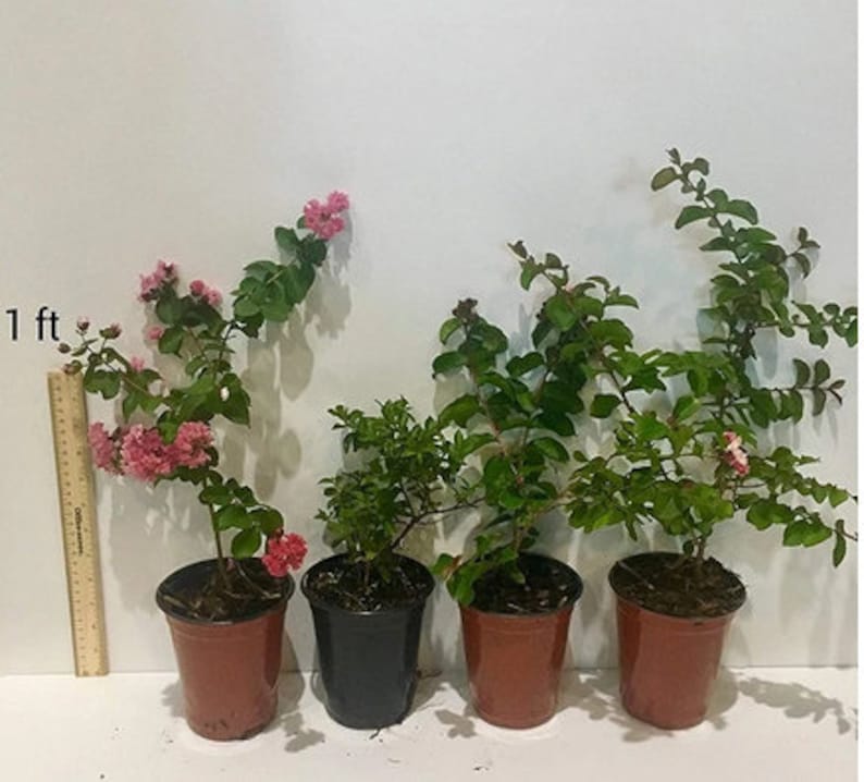 Purple Twilight Flowering Crape Myrtle Trees - Etsy