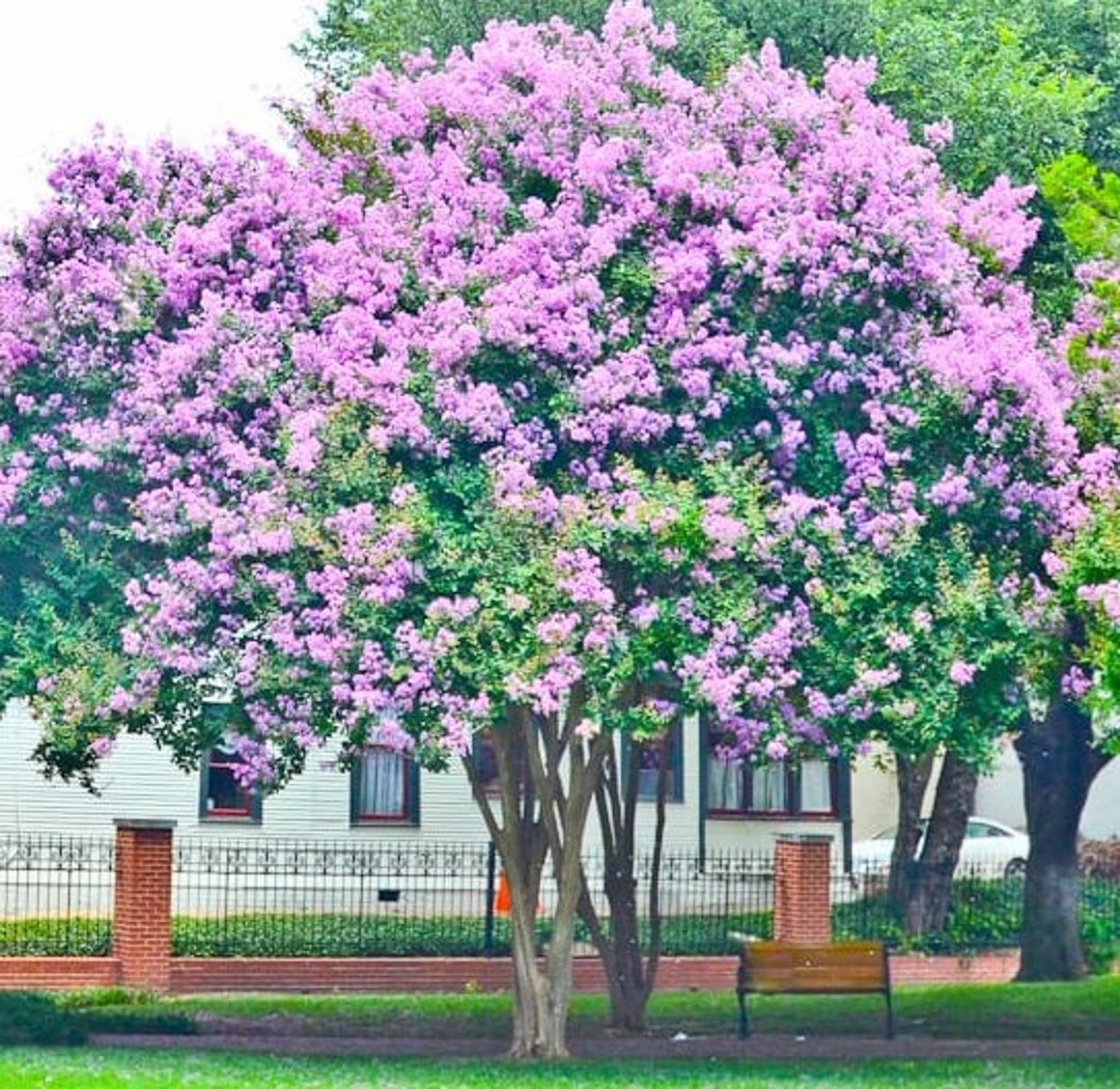 Muskogee (lavender) Crape Myrtle Trees - Etsy