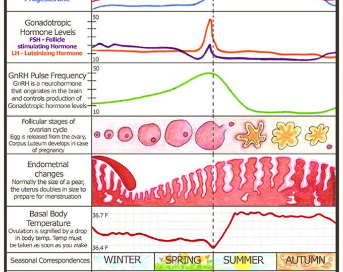 Menstrual Chart A Visual Guide A4 - Etsy UK Menstrual Chart A Visual Guide A4 - Etsy UK