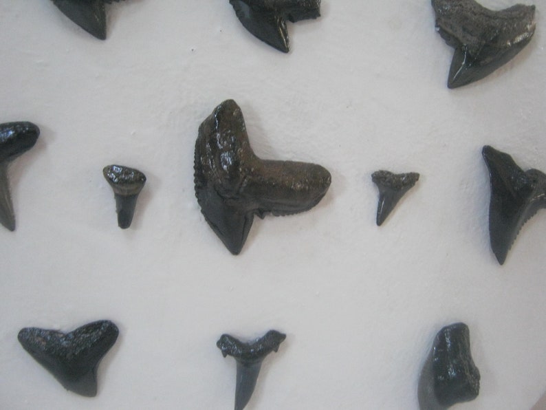 Shark Teeth Wall Decor Shark Tooth Decor Home Decor Boys Room Wall Art ...