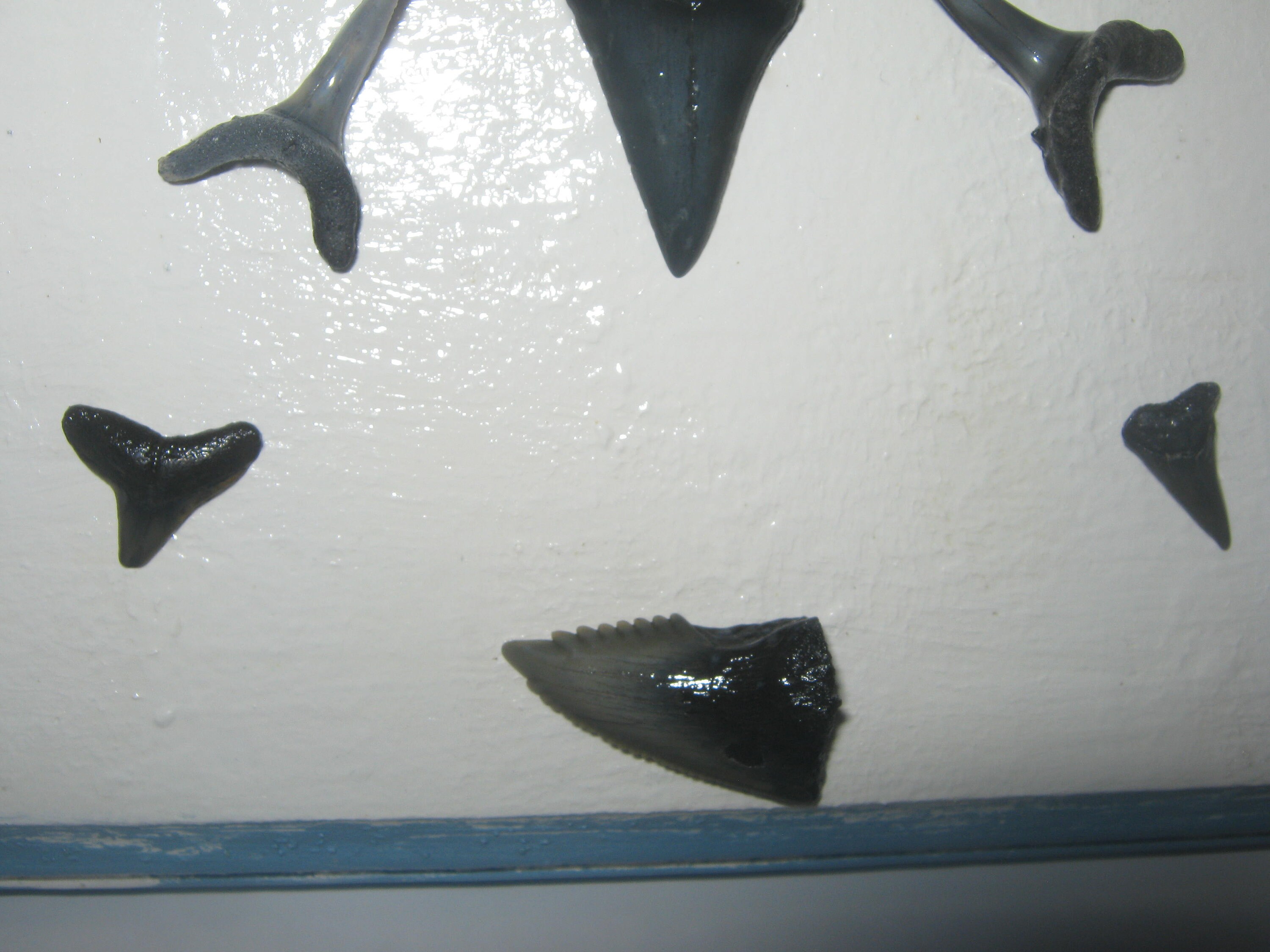 Real Shark Teeth Wall Decor Shark Decor Wall Art Fossil Wall Decor Home ...