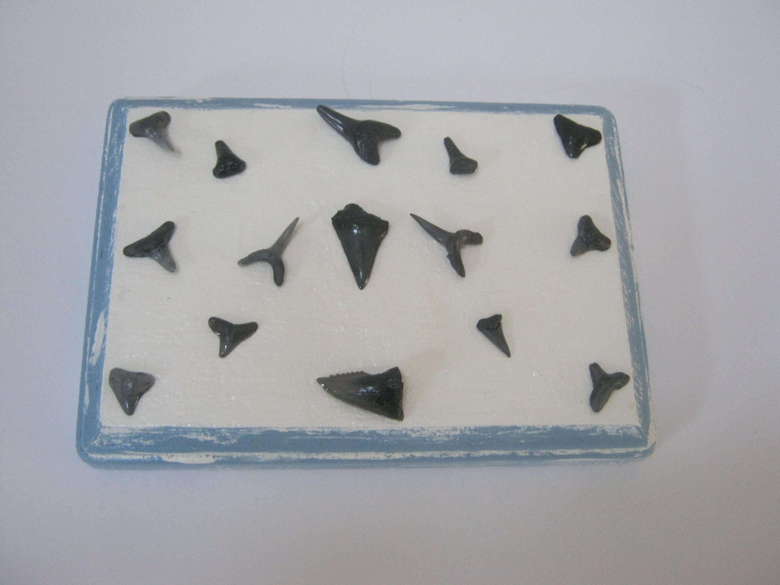 Real Shark Teeth Wall Decor Shark Decor Wall Art Fossil Wall Decor Home ...