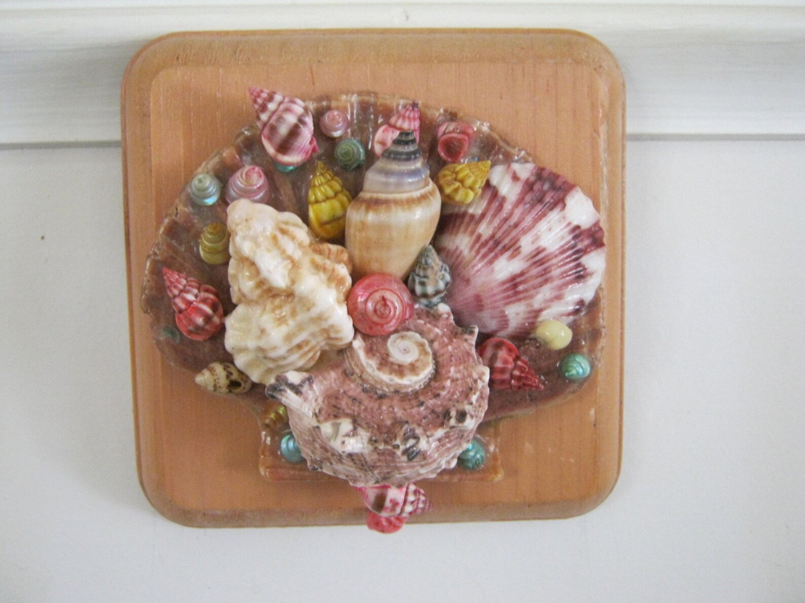 Seashell Wall Hanging Multi Color Sea Shell Wall Art Wall | Etsy