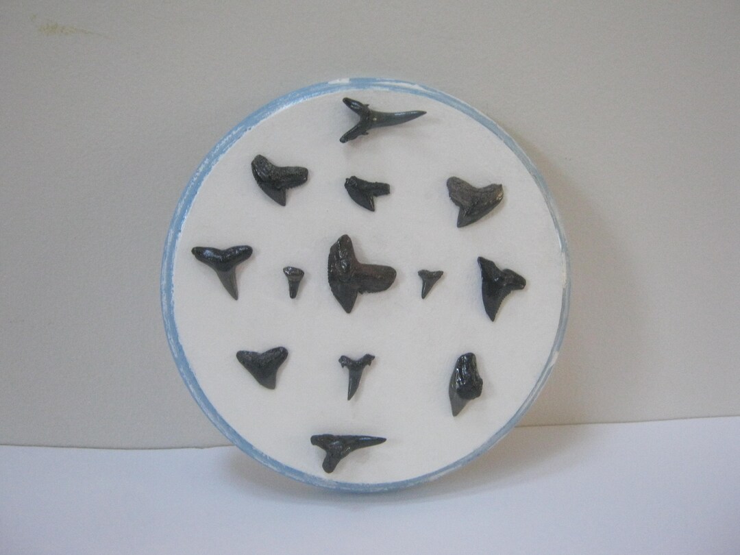 Shark Teeth Wall Decor Shark Tooth Decor Home Decor Boys Room Wall Art ...
