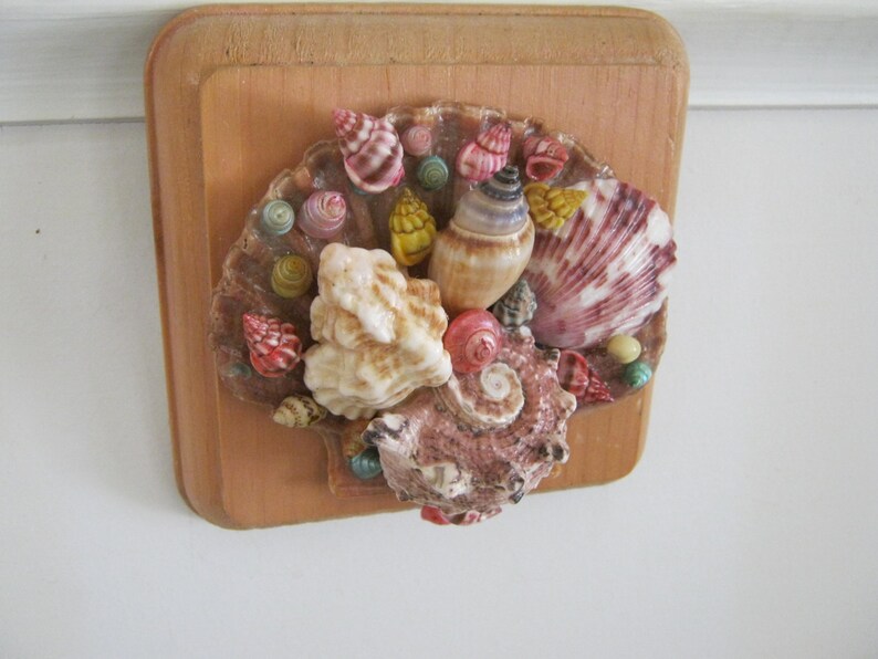 Seashell Wall Hanging Multi Color Sea Shell Wall Art Wall | Etsy