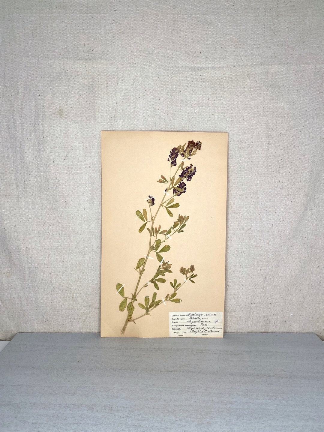 Antique Swedish Herbarium Specimen Botanical Pressed Flowers - Etsy