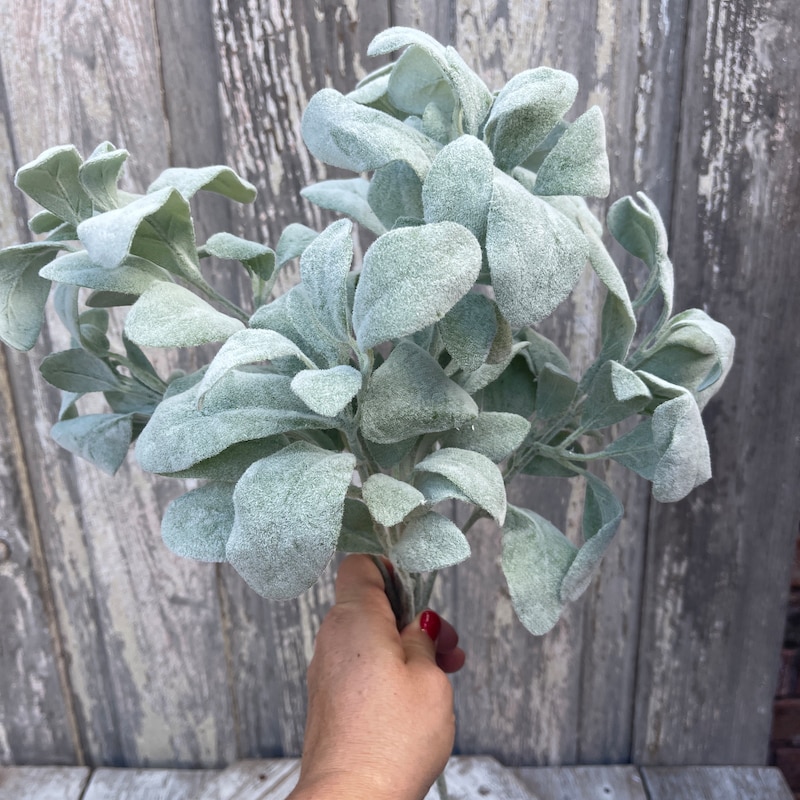 Lambs Ear - Etsy