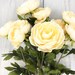 Beige Ranunculus Bush, Ranunclus Bush, Spring Flowers, Hawaii Flower ...