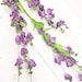 Purple Sweet Pea Stem, Purple Stem Flower, Purple Flowers for Wreaths ...