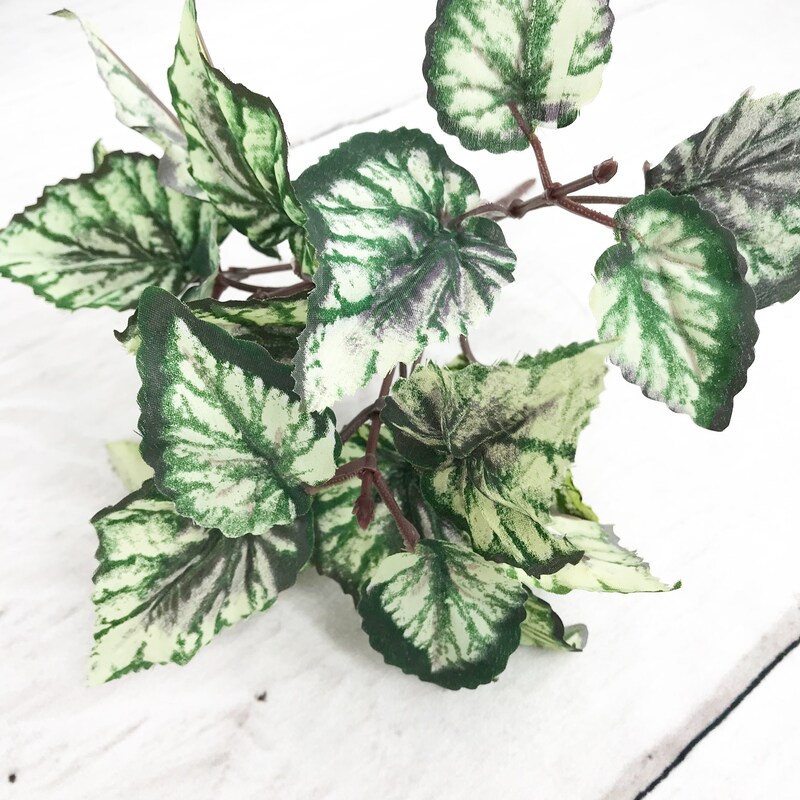 Ruby Begonia - Etsy