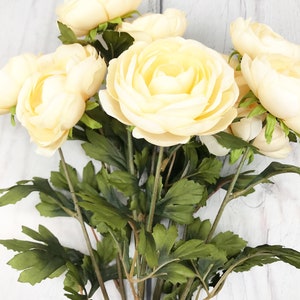 Beige Ranunculus Bush, Ranunclus Bush, Spring Flowers, Hawaii Flower ...