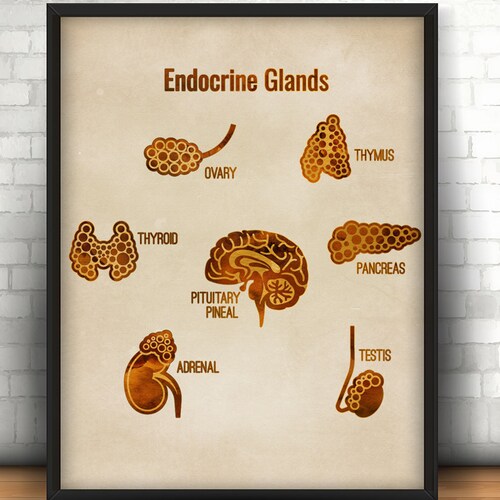 Endocrine System Medical Wall Art Endocrinology Print - Etsy