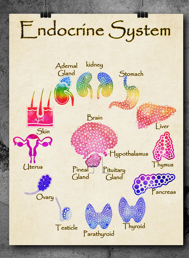 Endocrine System Medical Wall Art Endocrinology Print Etsy