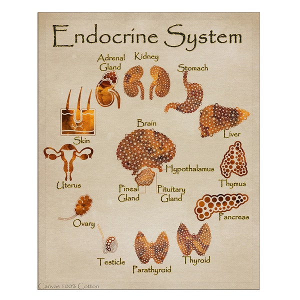 Endocrine System Wall Art - Etsy