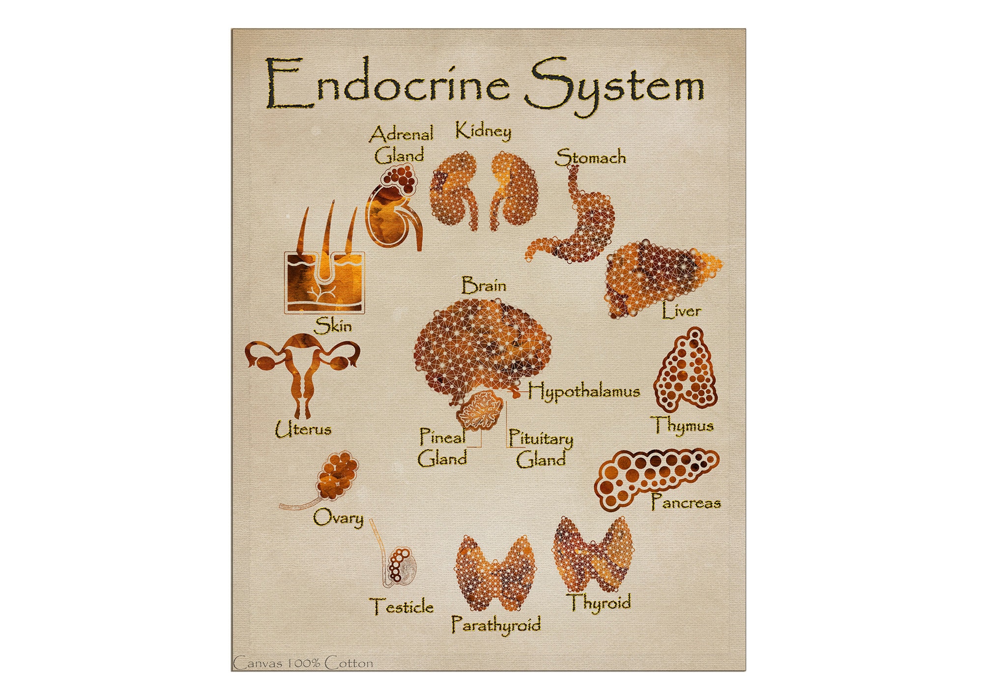 Anatomical Endocrine System Art Print Endocrine Art Prints | Etsy