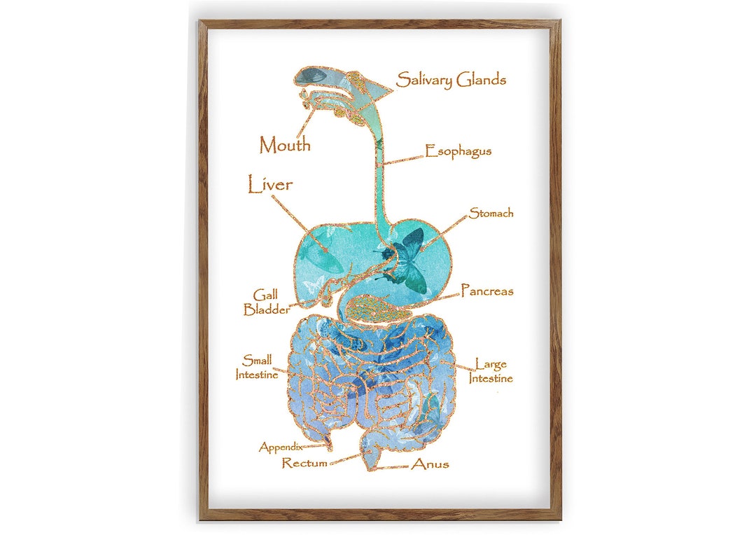 Digestive System Art Human Body Art Anatomical Digestive - Etsy Hong Kong