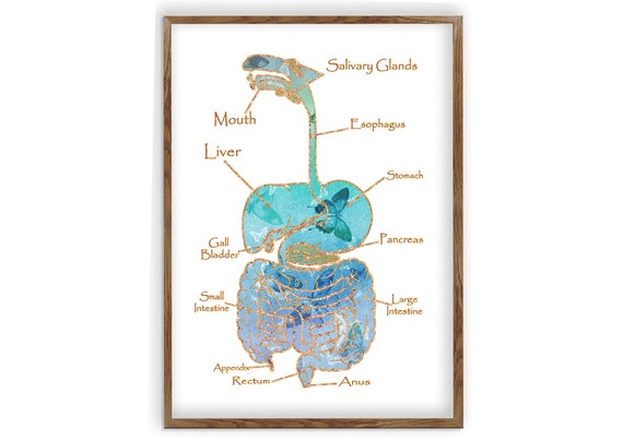 Digestive System Art Human Body Art Anatomical Digestive | Etsy Hong Kong