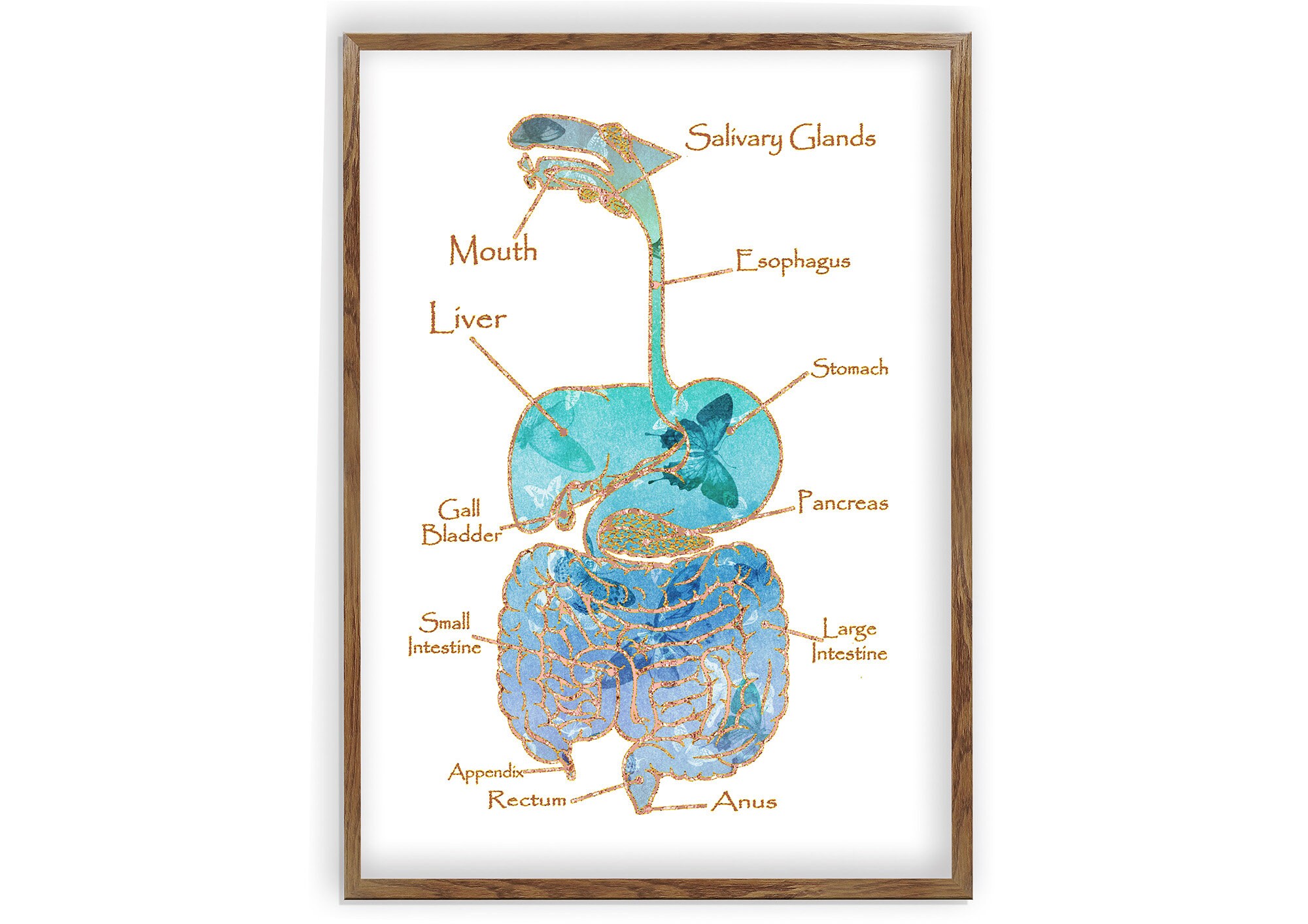 The Digestive System Poster Internal Organs Anatomy Art | Etsy