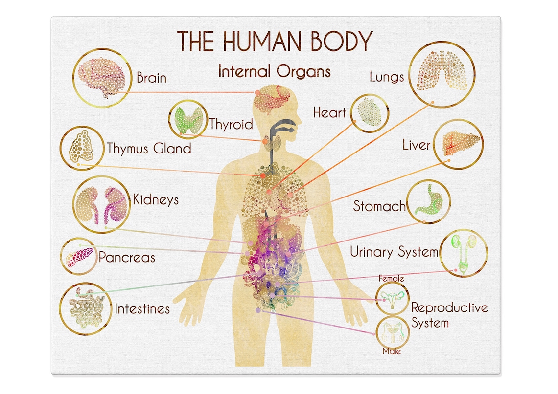 Human Organs Poster Medical Print Medical Wall Art Human | Etsy