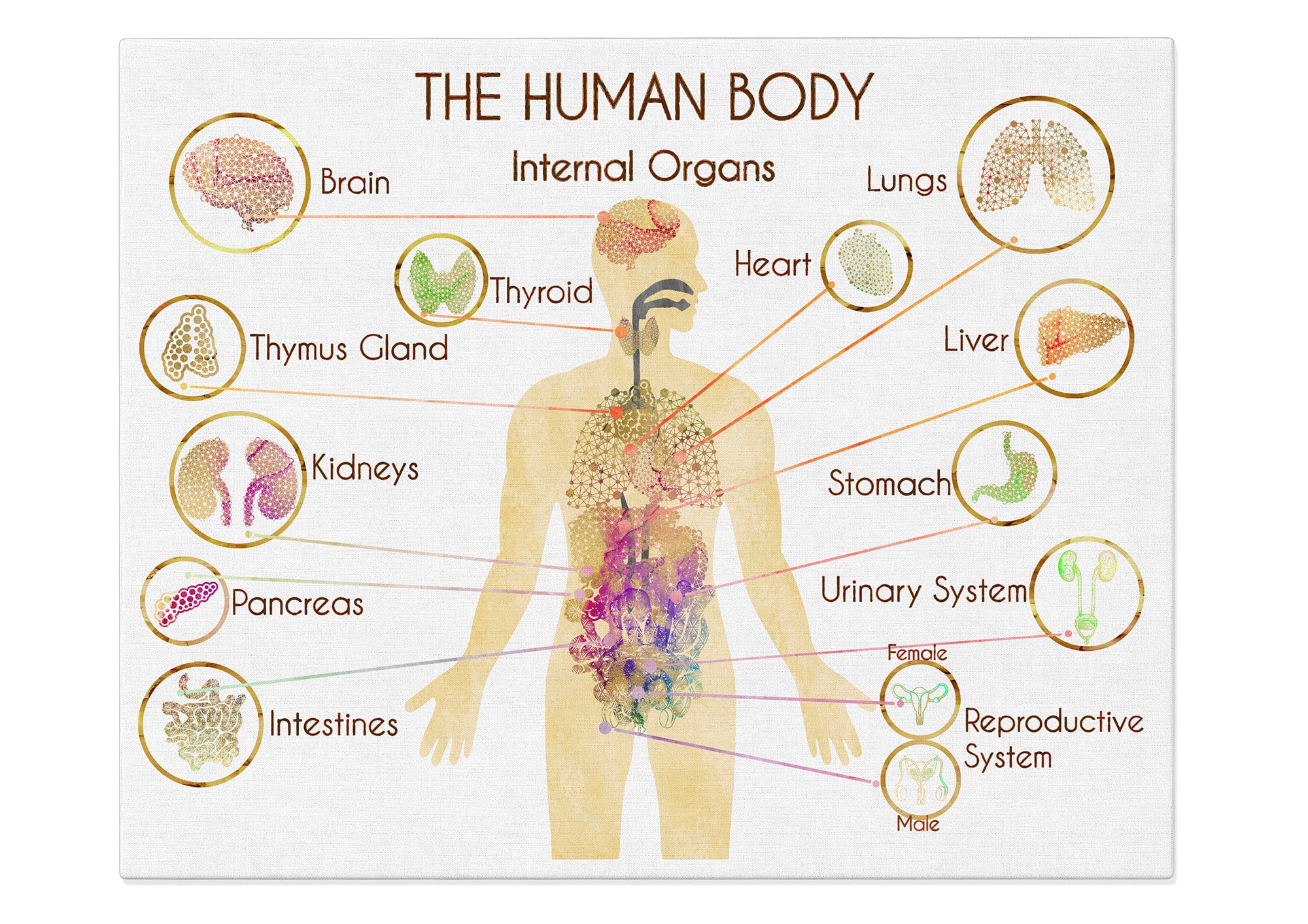 Human Organs Poster Medical Print Medical Wall Art Human | Etsy