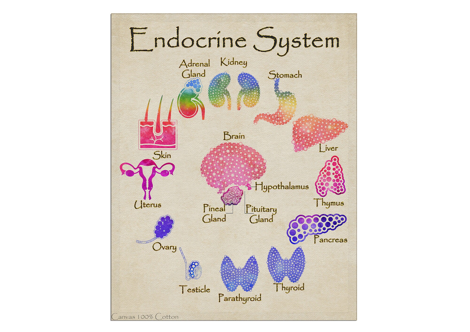 Endocrine Art Prints Anatomical Endocrine System Art Print Etsy