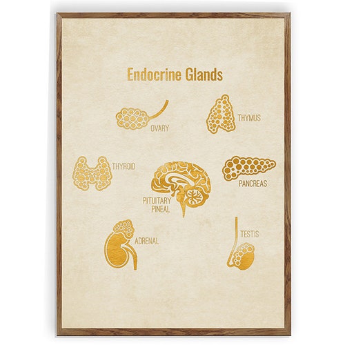 Endocrine Watercolor Prints Set of 4 Thyroid Pancreas | Etsy