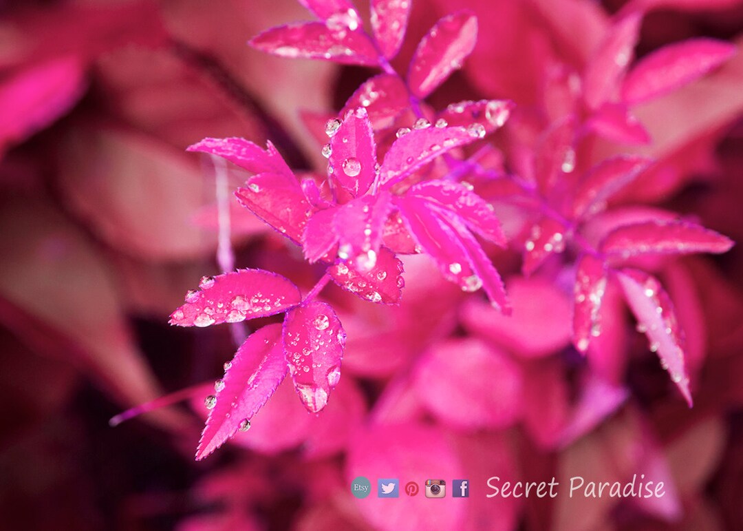 Fine Art Prints - "pink Tears"- a Secret Paradise Garden - Etsy