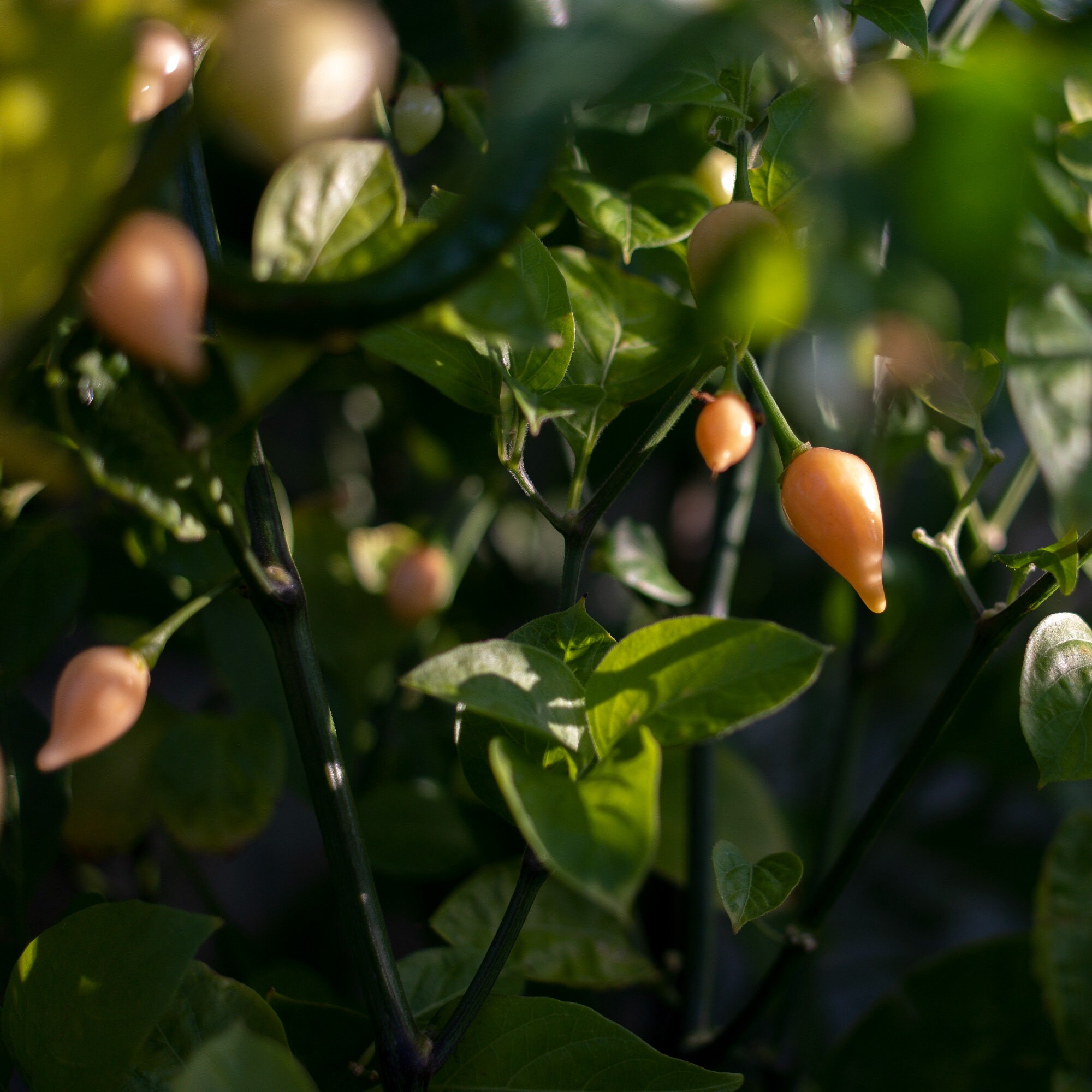 Biquinho chupetinha little Beak/ Sweet Drop Pepper Offer 40 Seeds Mix4 ...