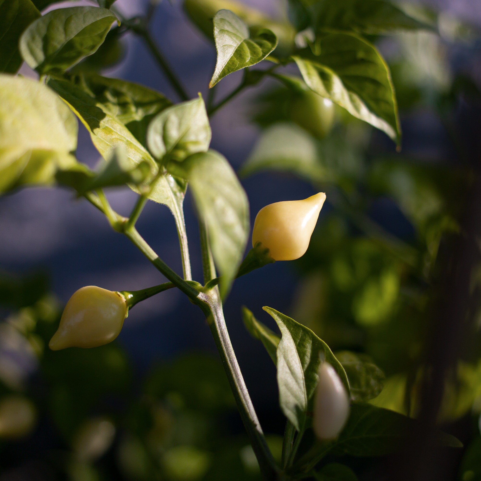Biquinho chupetinha little Beak/ Sweet Drop Pepper Offer 40 Seeds Mix4 ...