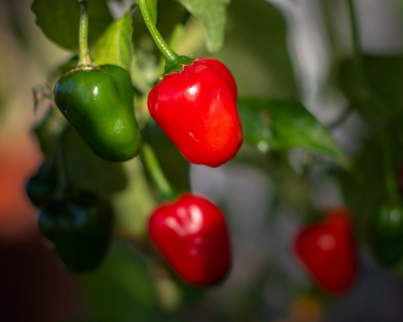 Pepperdew Pepper Aka Peppadew, Organic Grown Seedsthe Original South ...