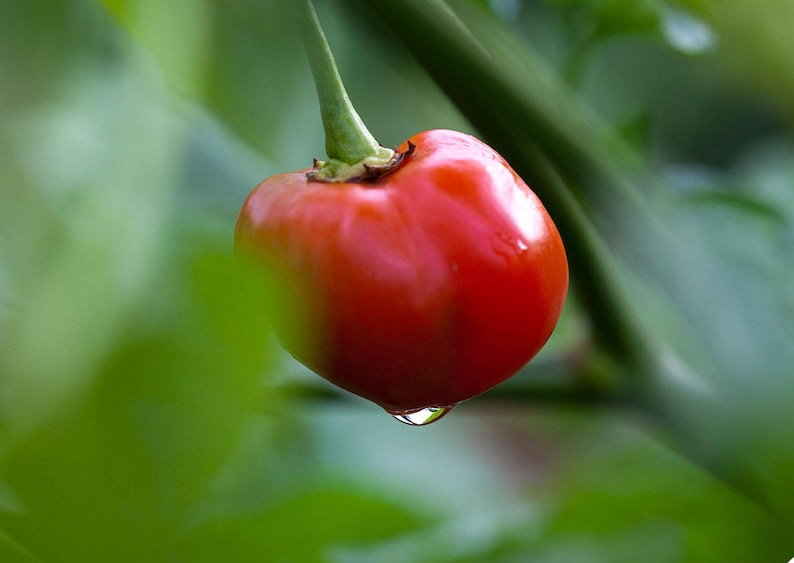 Pepperdew Pepper Aka Peppadew, Organic Grown Seedsthe Original South ...