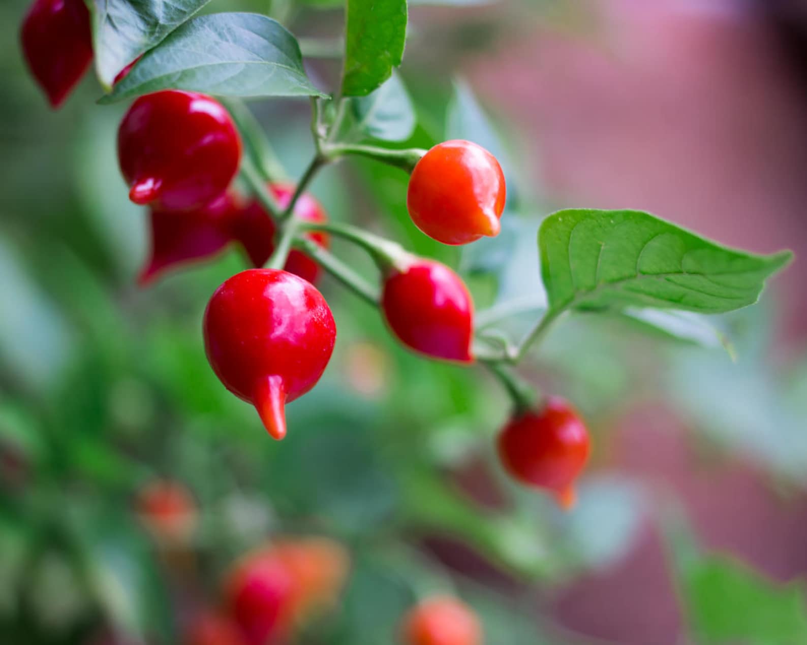 Biquinho chupetinha/sweety Drop Red, Organic Grown Pepper Seeds - Etsy