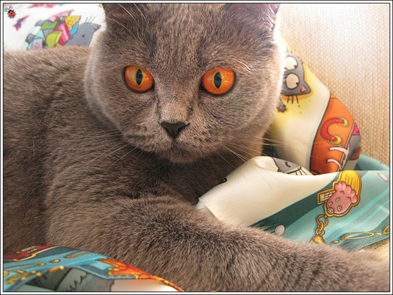 Printed Silk Scarf cats on Vacation in Light Blue. Unique Design and ...