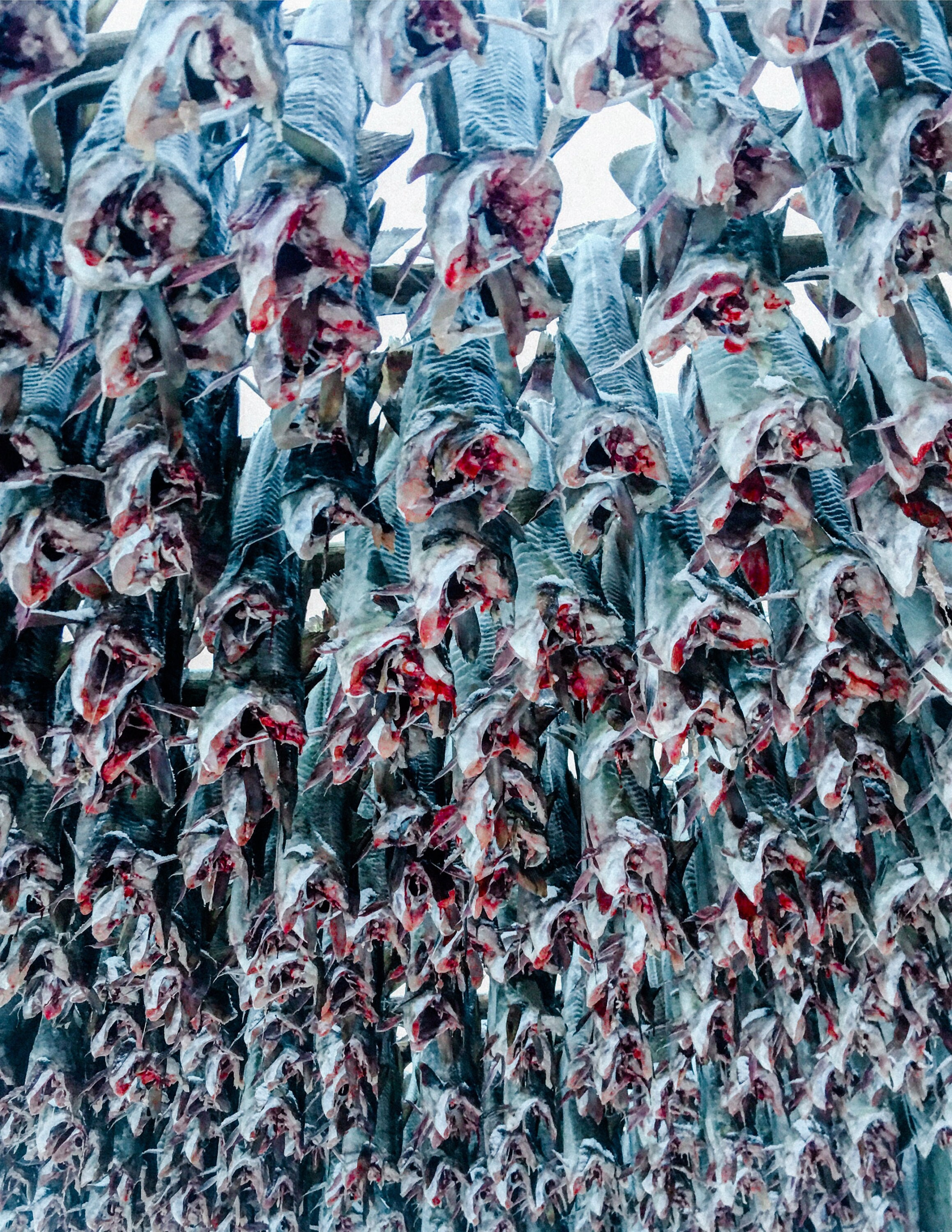 Sakrisøy Skrei Art Print Lofoten Islands Photography Skrei Art Print ...