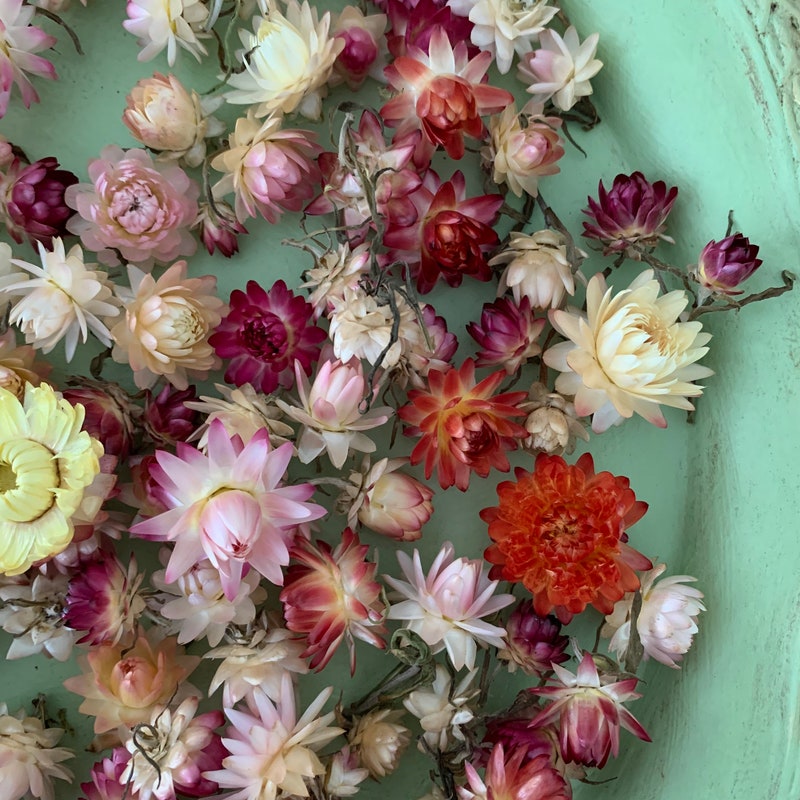 Straw Flowers - Etsy