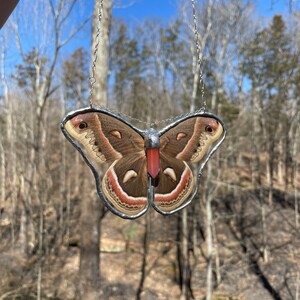 Cecropia Moth Glass Necklace Real Butterfly Wings Cherry - Etsy