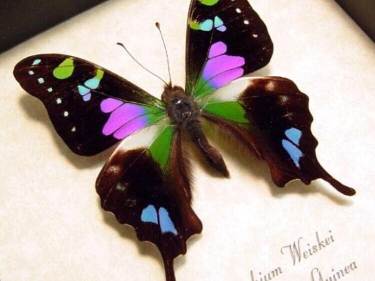 Real Butterfly Wing Earrings Graphium Weiskei Purple Spotted | Etsy