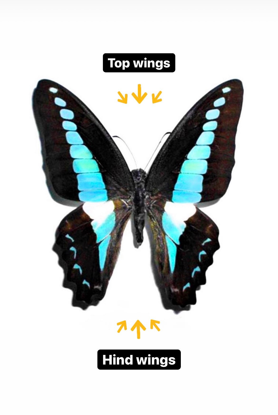 Real Butterfly Wing Earrings, Turquoise, Graphium Sarpedon, Common ...