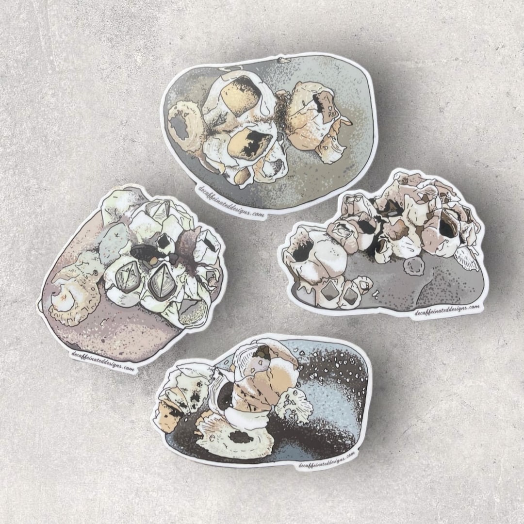 Barnacle Rocks Sticker Pack - by Decaffeinated Designs 4x4 Inch Vinyl ...