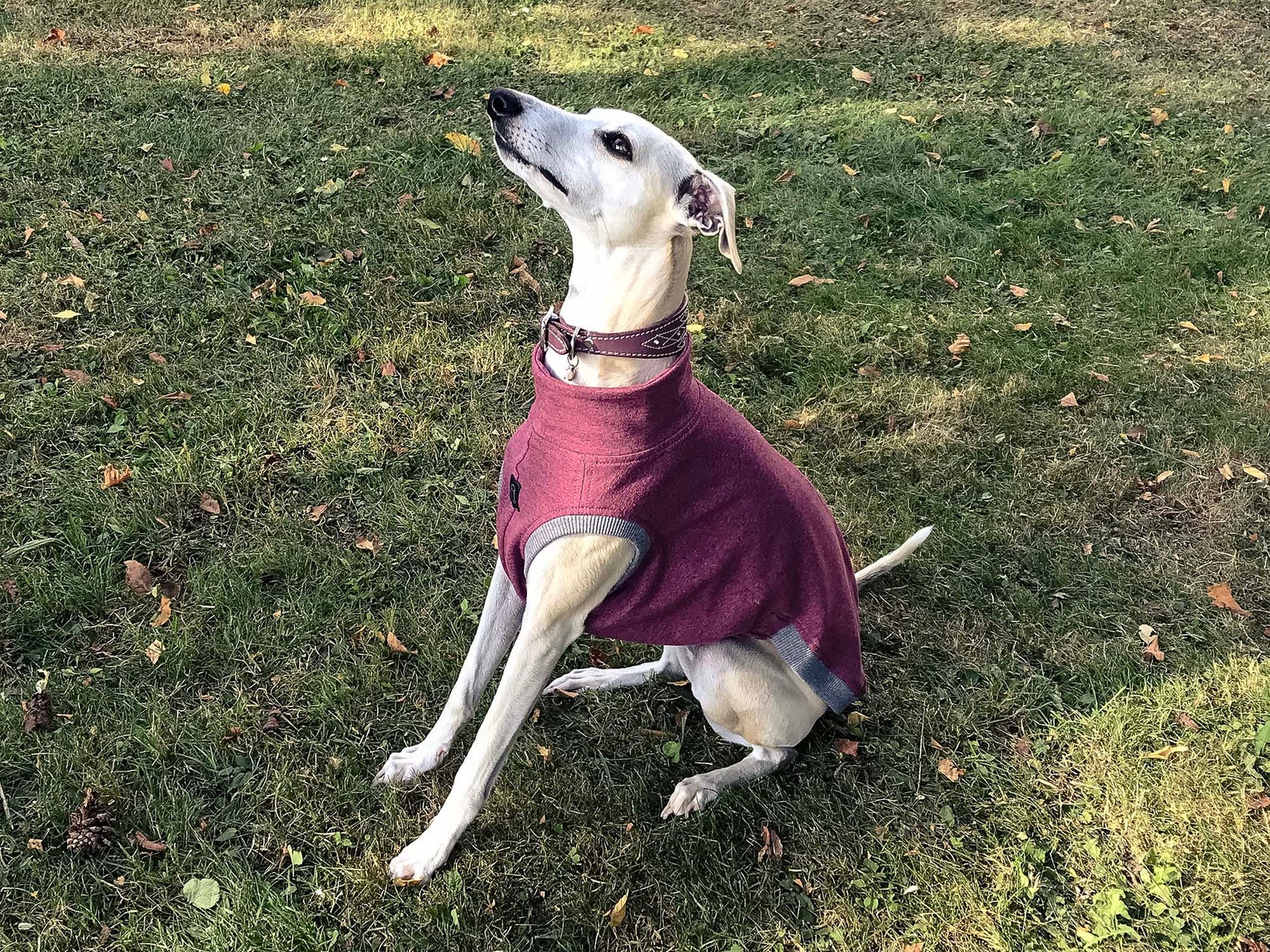 Whippet Shirt, Whippet Sweatshirt, Whippet Vest, Autumn Dog Clothing ...