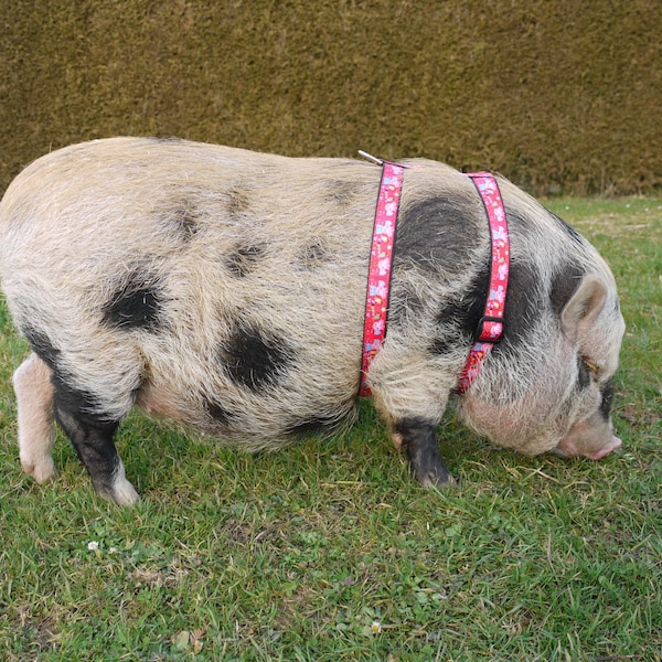 Mini Pig Clothes - Etsy