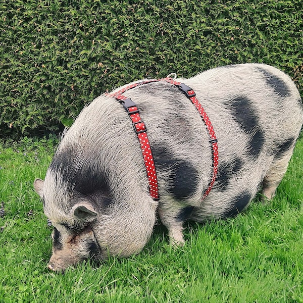 Miniature Pig - Etsy