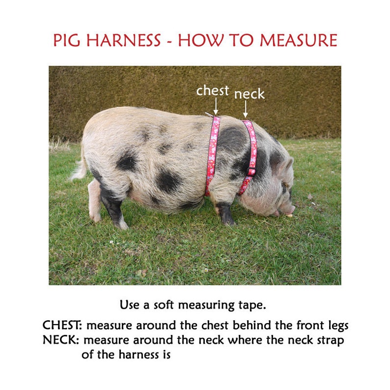 Pig Harness Pig Harness With One Buckle Mini Pig Harness - Etsy