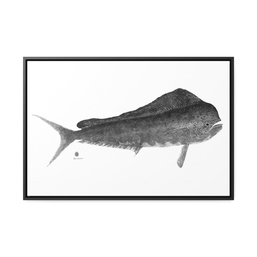 Bull Mahi Mahi dorado Dolphin Gyotaku fish Rubbing Gallery Canvas Wraps ...