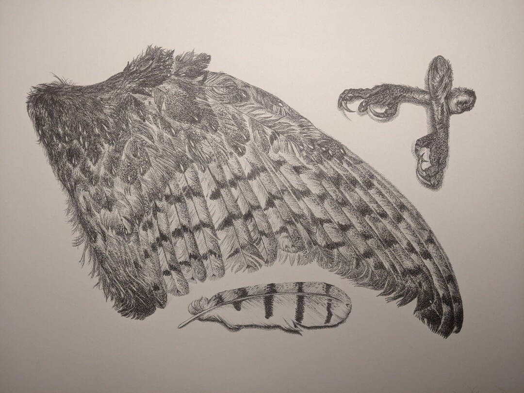 Roadkill - Barn Owl - Stone Lithograph Print - Etsy