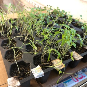 Fall Garden Kit With Heirloom Vegetable Seeds, Fall Planting, Small Vegetable Garden, 7 ...