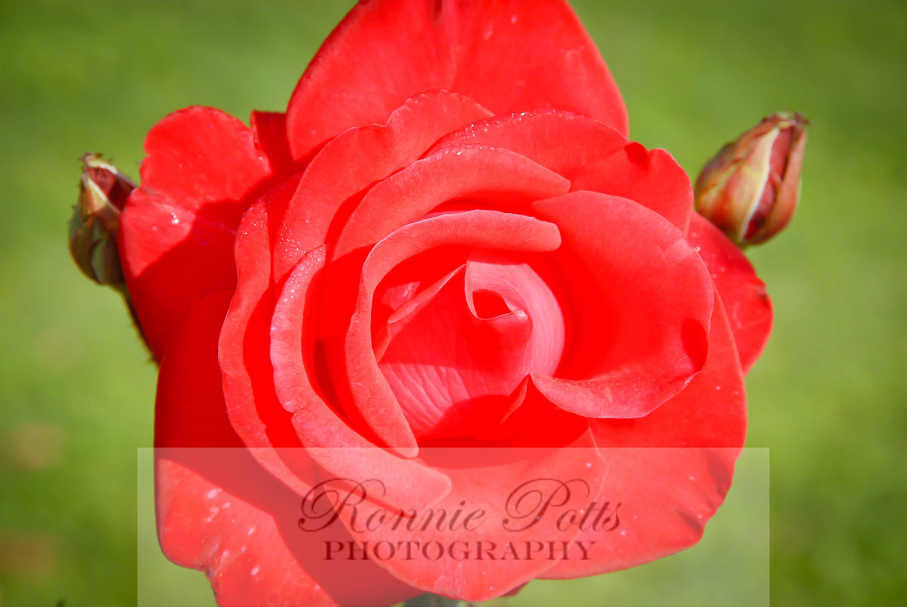 Rose, Botanical Photography, Landscape Photography, Nature Photography ...