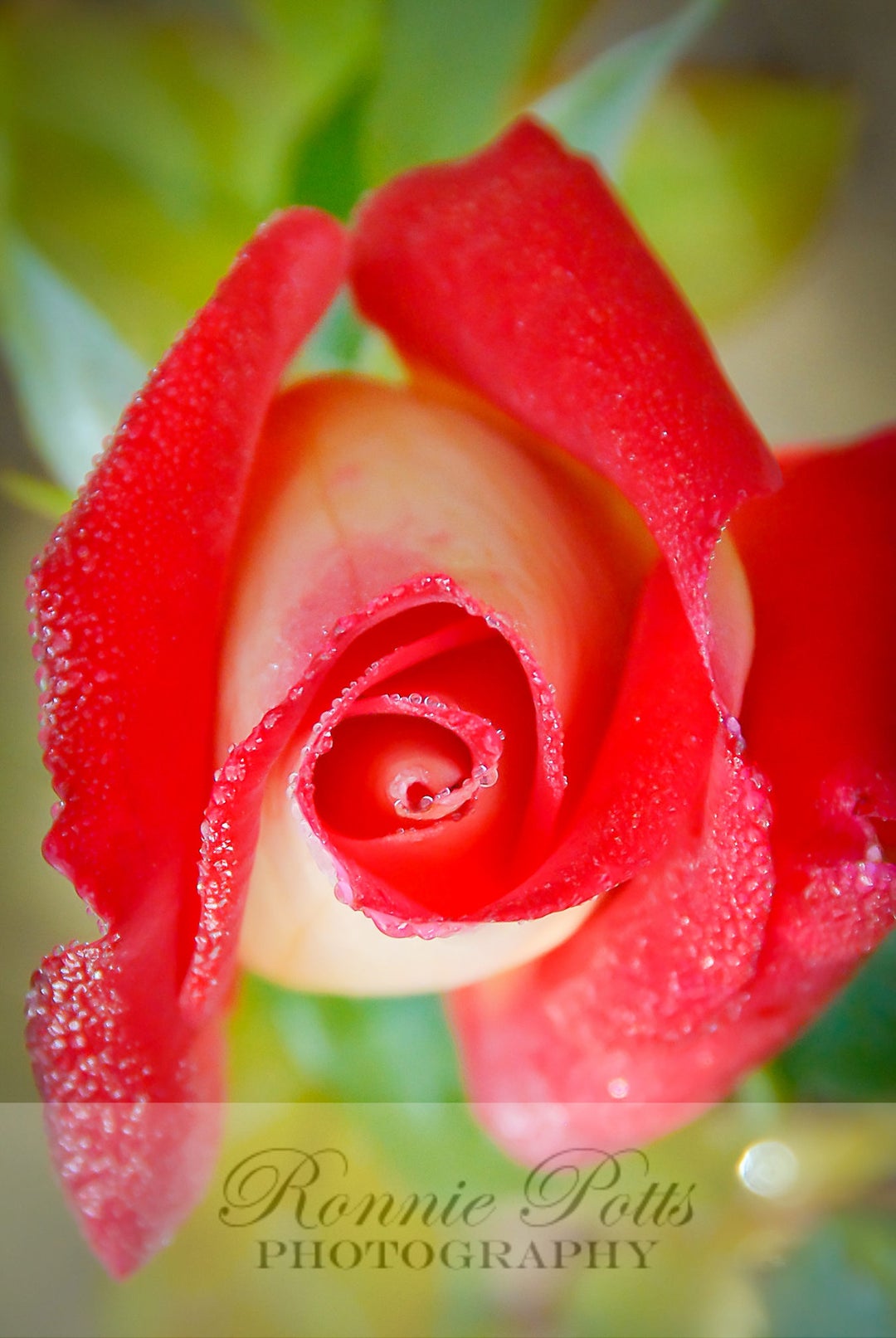 Fire & Ice Rose, Botanical Photography, Landscape Photography, Nature ...