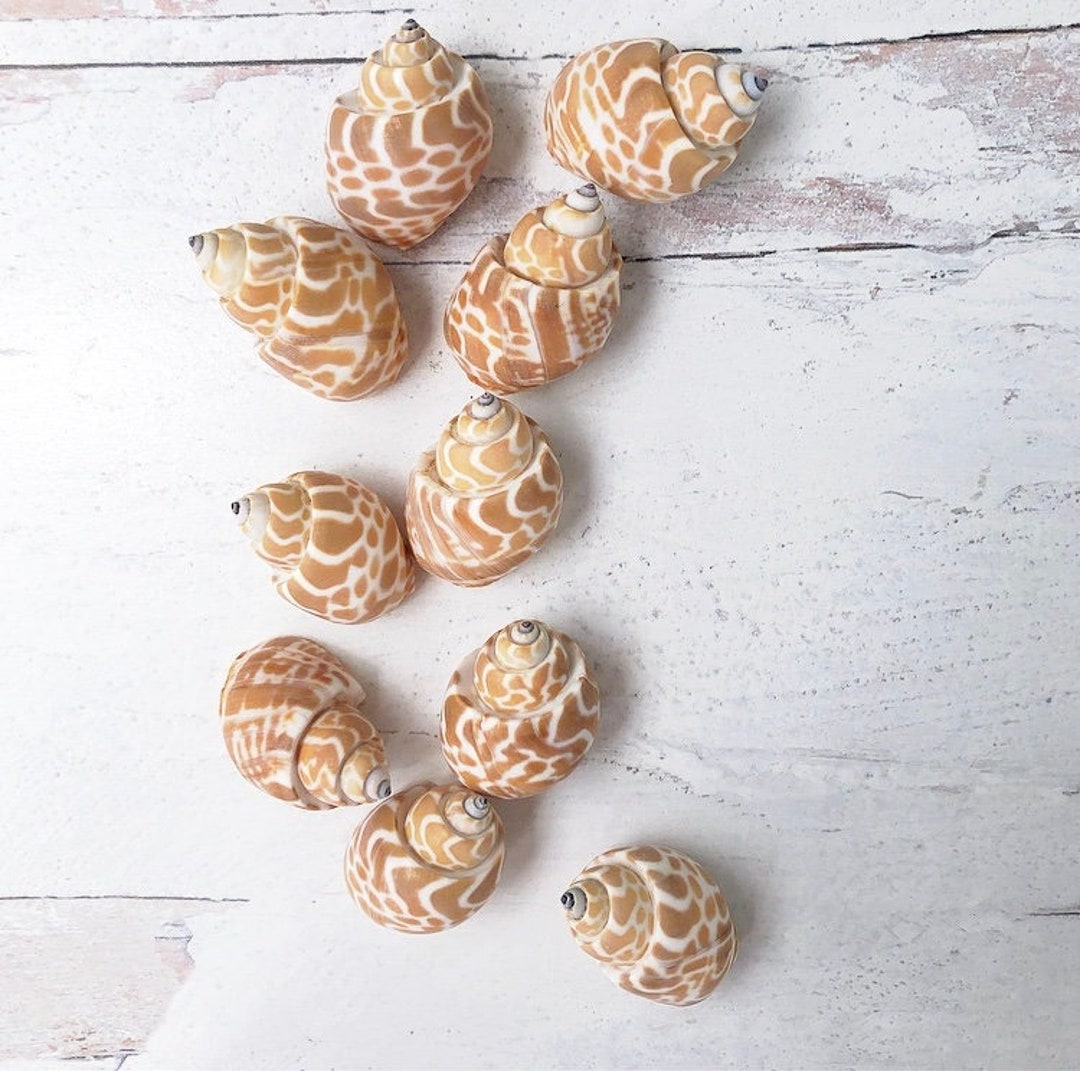 Medium BABYLONIA SPIRATA Shells 10 Pieces Small Seashells - Etsy